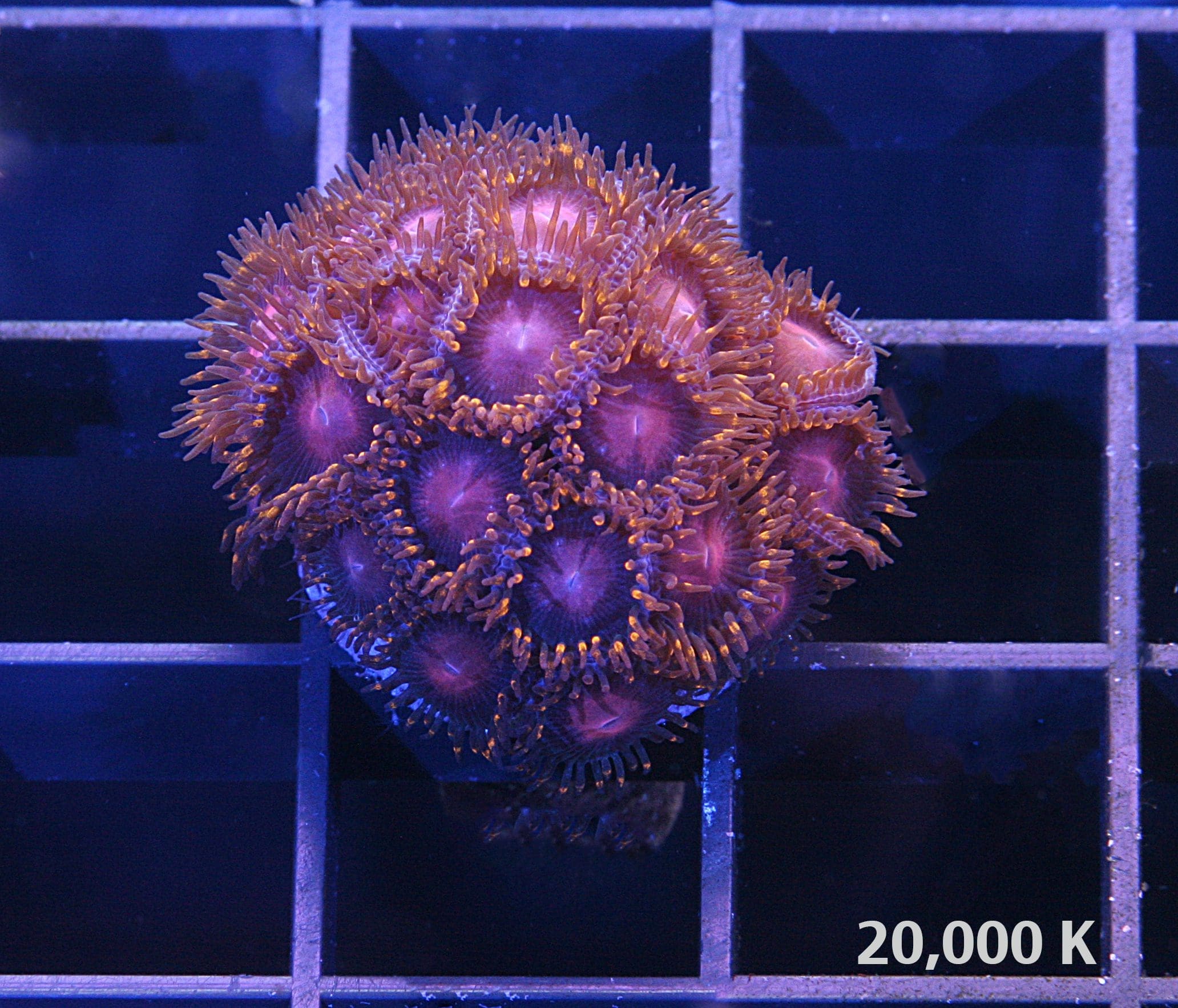 Cherry clan Zoanthid | Aquarium Builder | Aquarium Designer | Luxurious ... Cherry clan Zoanthid | Aquarium Builder | Aquarium Designer | Luxurious ...